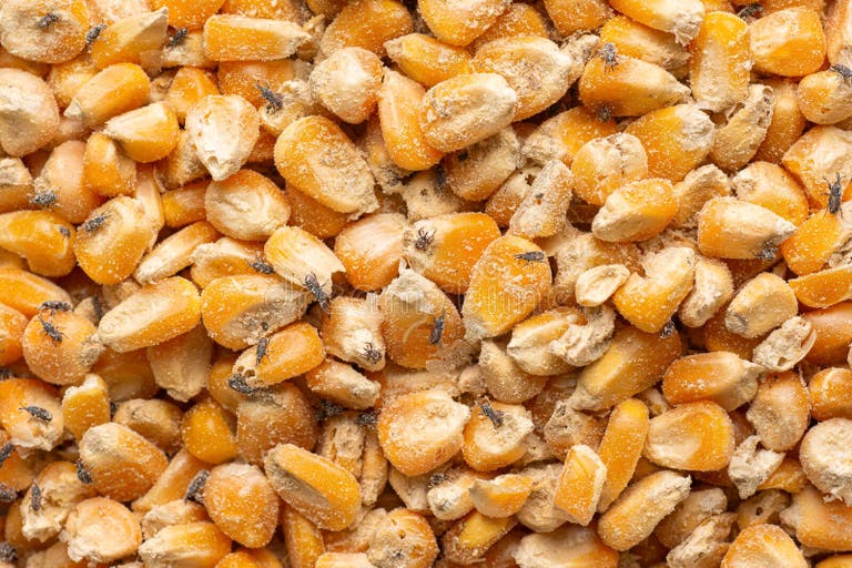 Corn Weevil, Maize Weevil Beetles ,Maize Grain Weevil, Insect Damaged ...