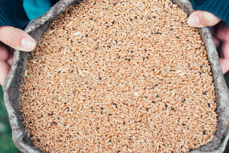 Corn, wheat in containers stock image. Image of granary - 81113697