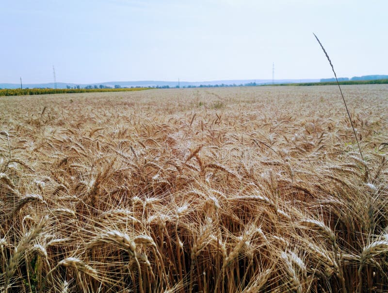 Corn stock image. Image of wheatgrover, cornfield, wheat - 109186995