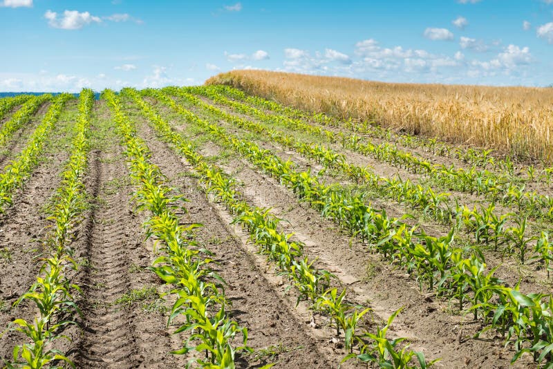 Corn and wheat stock photo. Image of field, leaf, farming - 31720808