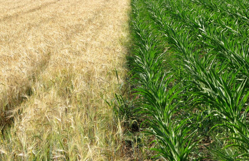 Corn and wheat fields stock photo. Image of rural, spring - 11434040
