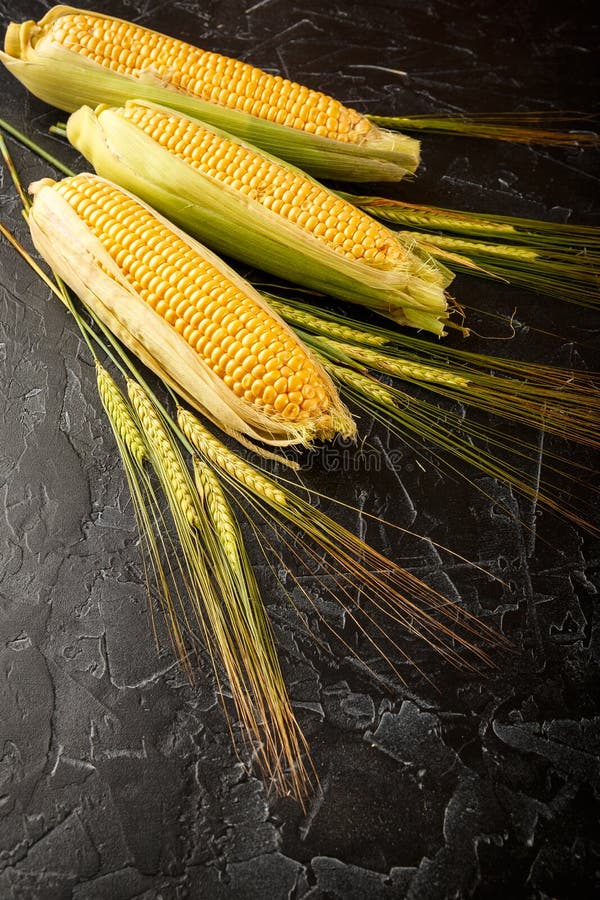 Corn and wheat spikes stock photo. Image of farm, cereal - 155762210