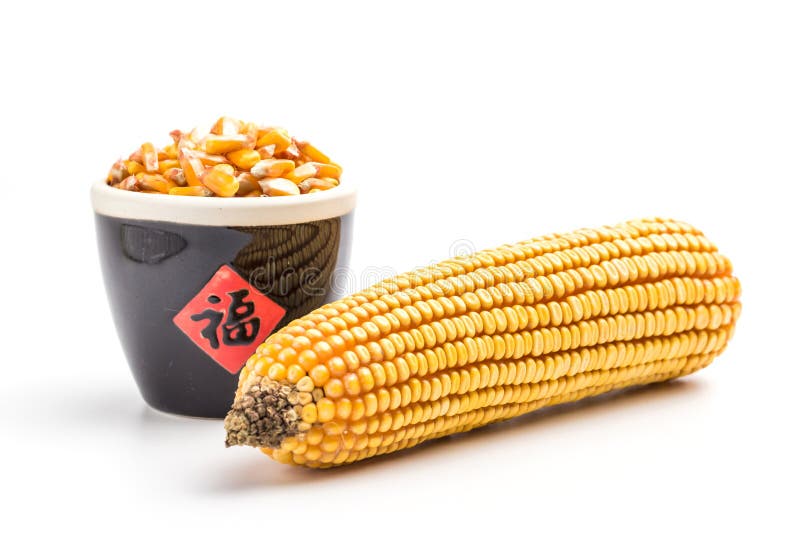 Autumn harvest of corn stock photo. Image of corn, crop - 160175380