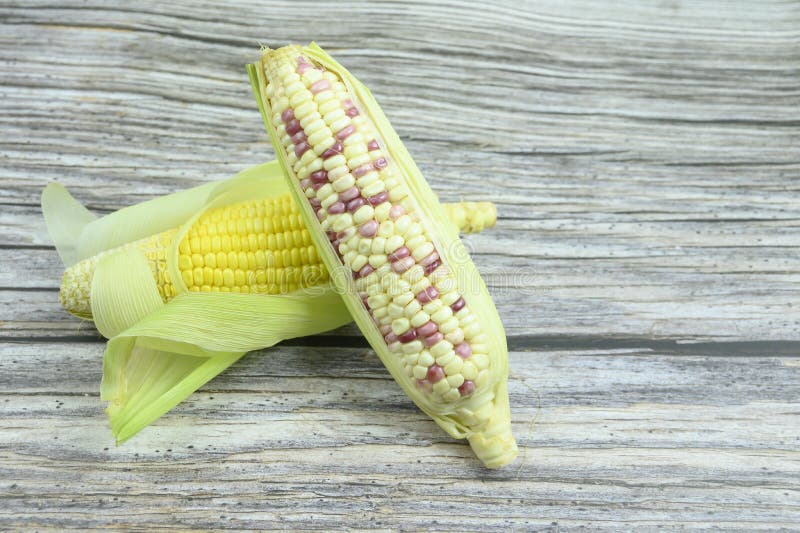 Corn on the wood floor stock image. Image of snack, brown - 184983075