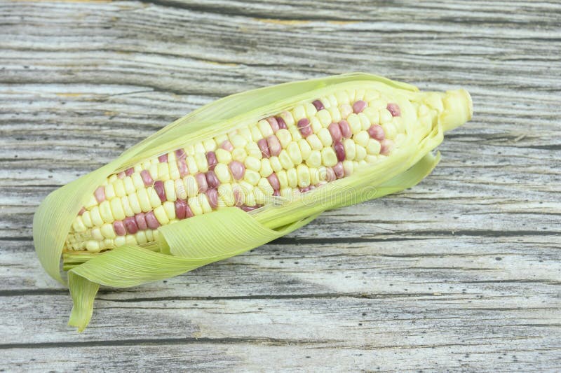 Corn on the wood floor stock image. Image of snack, brown - 184983075