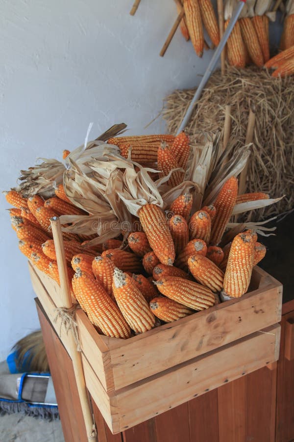 Corn in wooden crate stock photo. Image of snack, corn - 64921794
