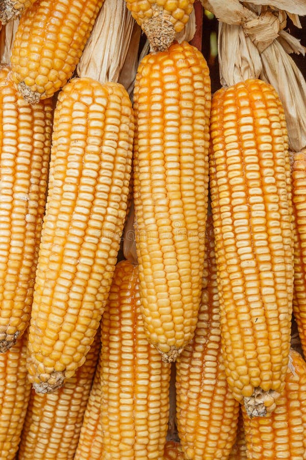 Corn stock image. Image of corn, closeup, abstract, diet - 41273497