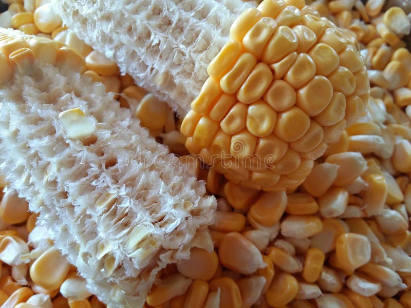 Corn editorial photo. Image of garden, corn, beautiful - 60962421