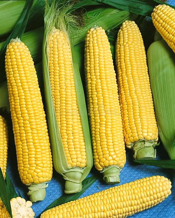 Corn Yellow Corn, White Corn, Old Corn Stock Image - Image of produce ...