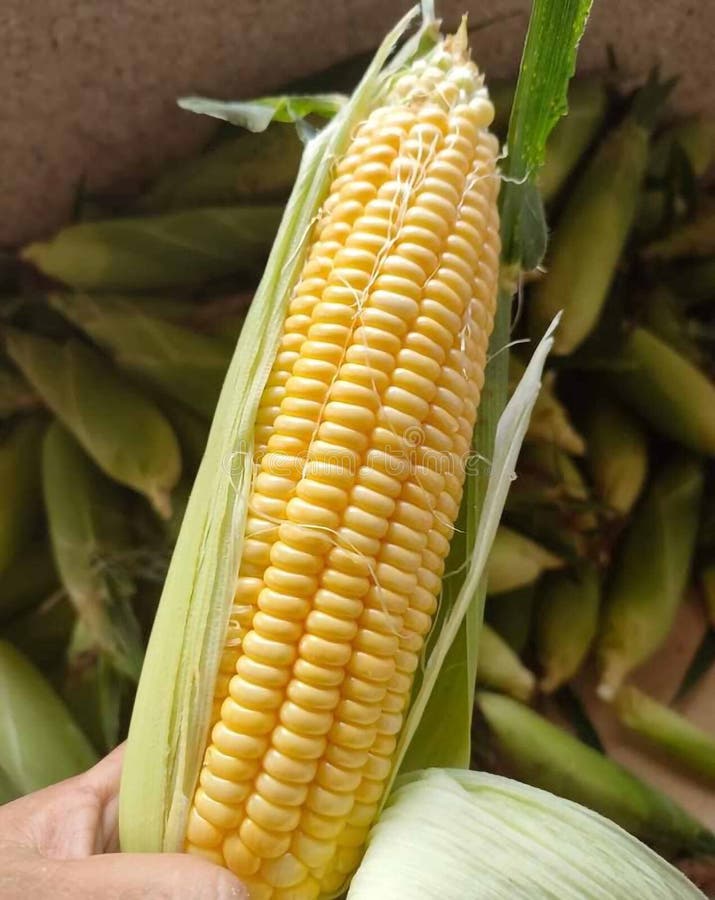 Corn Yellow Corn, White Corn, Old Corn Stock Image - Image of young ...