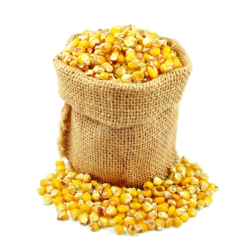 Corn stock photo. Image of commerce, kernel, sack, yellow - 38351156