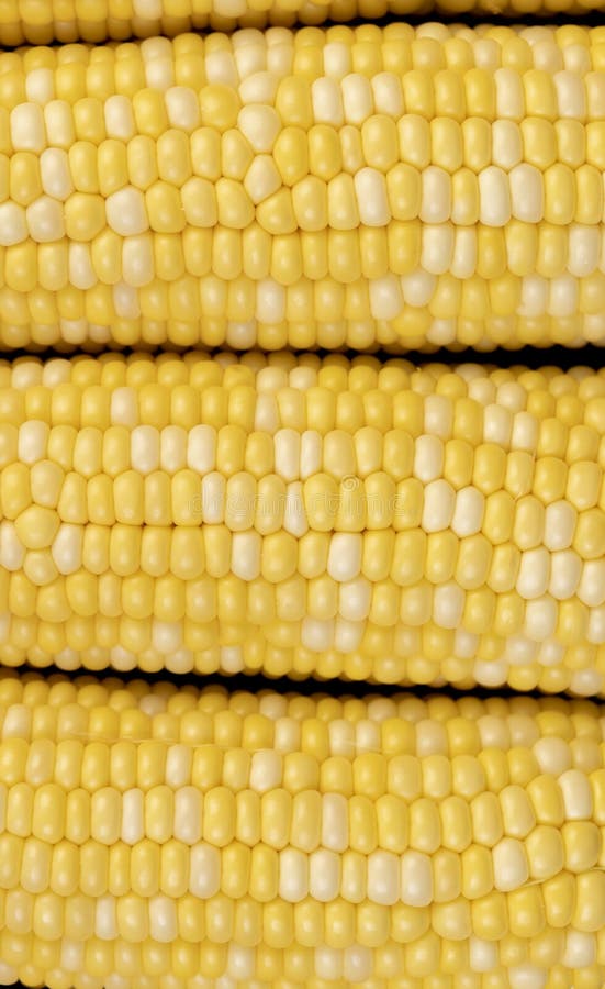 Corn with Yellow Seeds of Different Sizes Close Up, Corn for Cooking ...