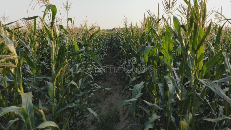 Corn Young Field. Seedlings Planted in a Row. Stock Photo - Image of ...