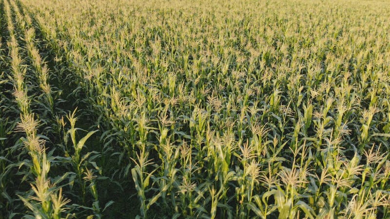 Corn Young Field. Seedlings Planted in a Row. Stock Photo - Image of ...