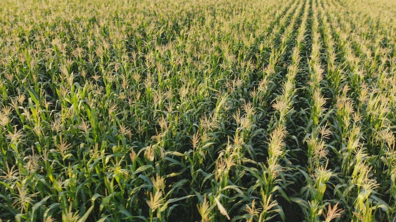 Corn Young Field. Seedlings Planted in a Row. Stock Image - Image of ...