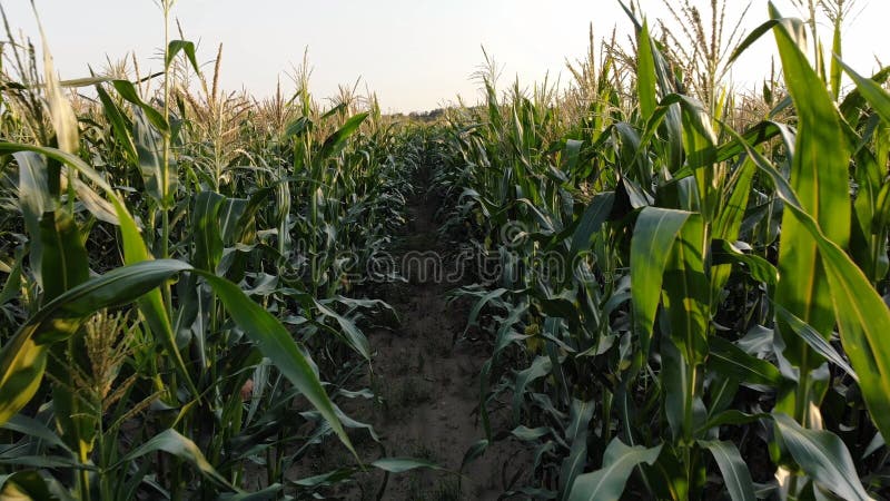 Corn Young Field. Seedlings Planted in a Row. Stock Image - Image of ...
