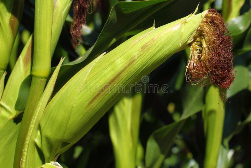 Indian Corn, Flint Corn, Zea Mays Var. Indurata Stock Image - Image of ...