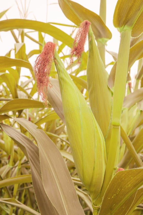 Corn stock photo. Image of country, cultivate, agricultural - 109705746