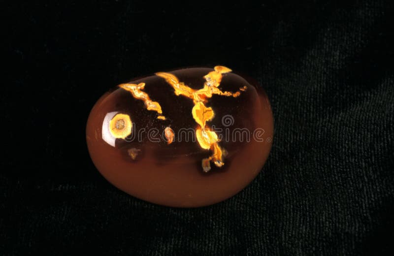 Cornaline stock image. Image of ornamental, indoor, shot - 172732969