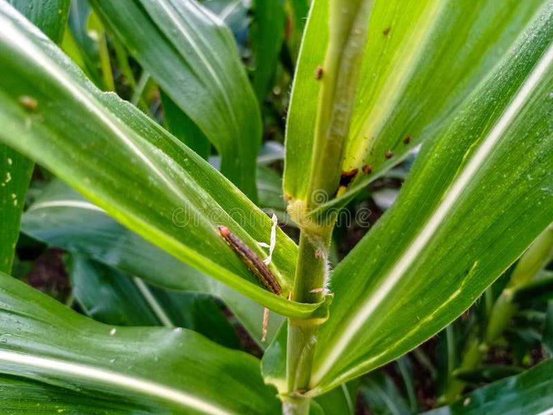 A Corncaterpillar is Perched on a Corn Tree. Stock Image - Image of ...