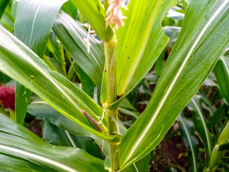 A Corncaterpillar is Perched on a Corn Tree. Stock Image - Image of ...