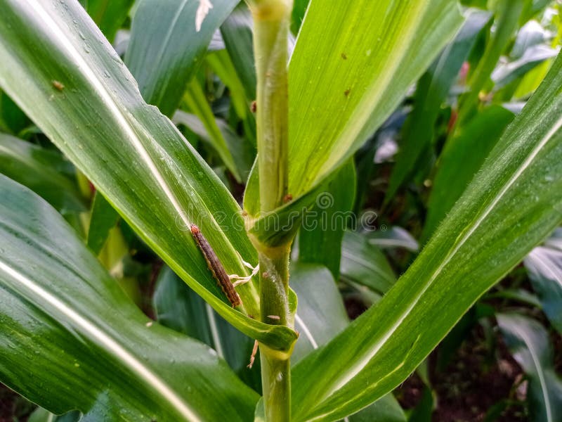 A Corncaterpillar is Perched on a Corn Tree. Stock Image - Image of ...