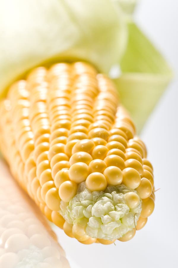 Corncob stock image. Image of reflex, nutritious, cereal - 16443459
