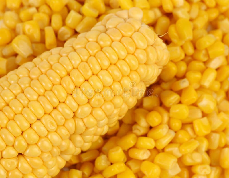 Corncob on a Bulk of Corn Grains. Stock Image - Image of popcorn ...