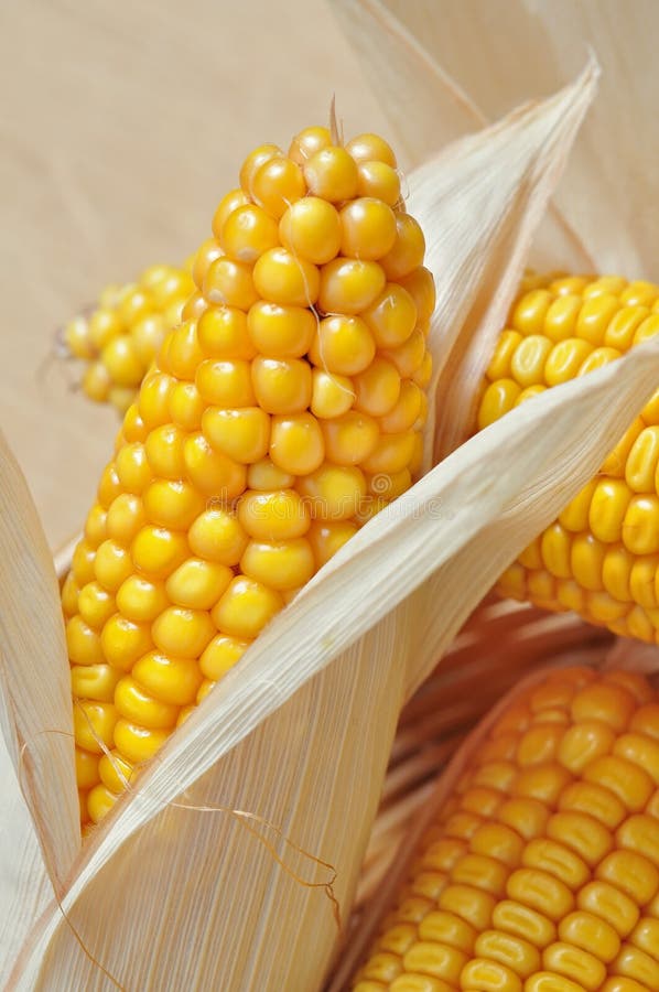 Corncob detail stock image. Image of food, animal, fodder - 45515333