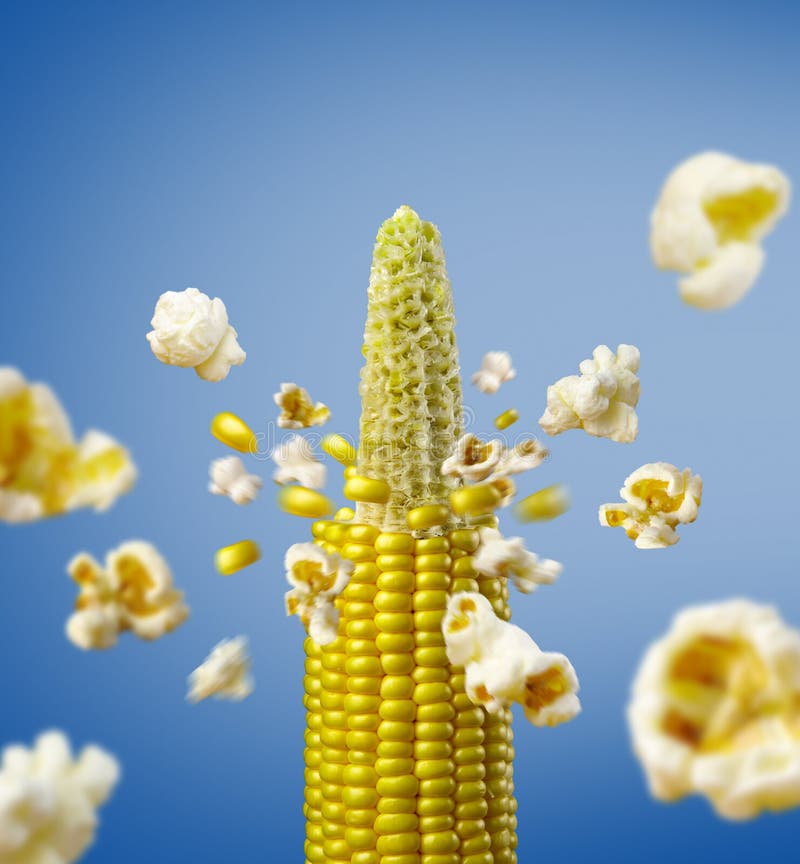 Corncob Explodes and Produces Popcorn Stock Photo - Image of nutrition ...