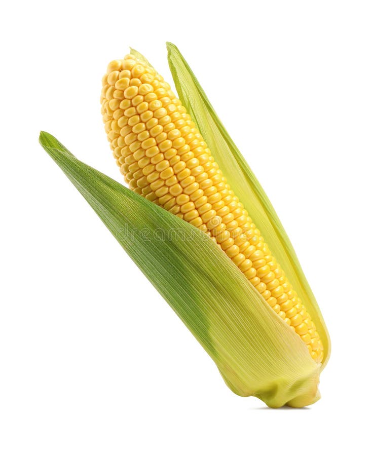 Corncob with Green Husks Isolated on White Stock Photo - Image of farm ...