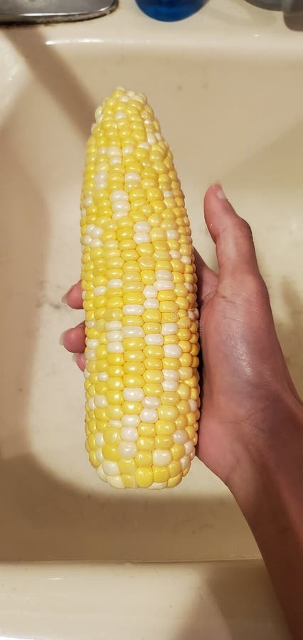Corncob in hand stock image. Image of food, hand, yellow - 247805759
