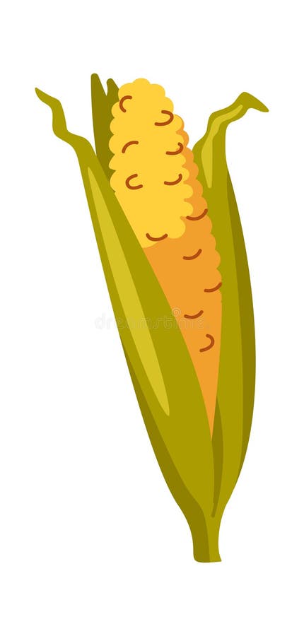 Corncob Vegetable Autumn Harvest Design Stock Vector - Illustration of ...