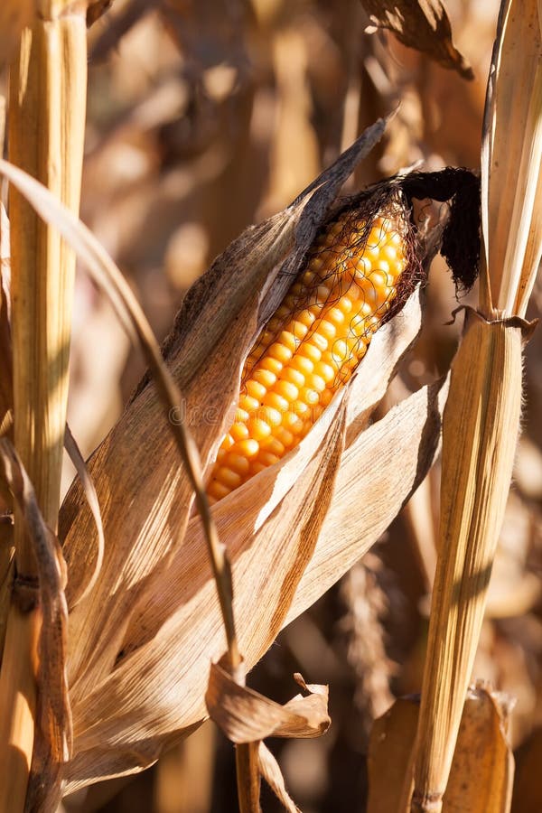 Corncobs in the Evening Sun Stock Photo - Image of golden, summer: 72001546