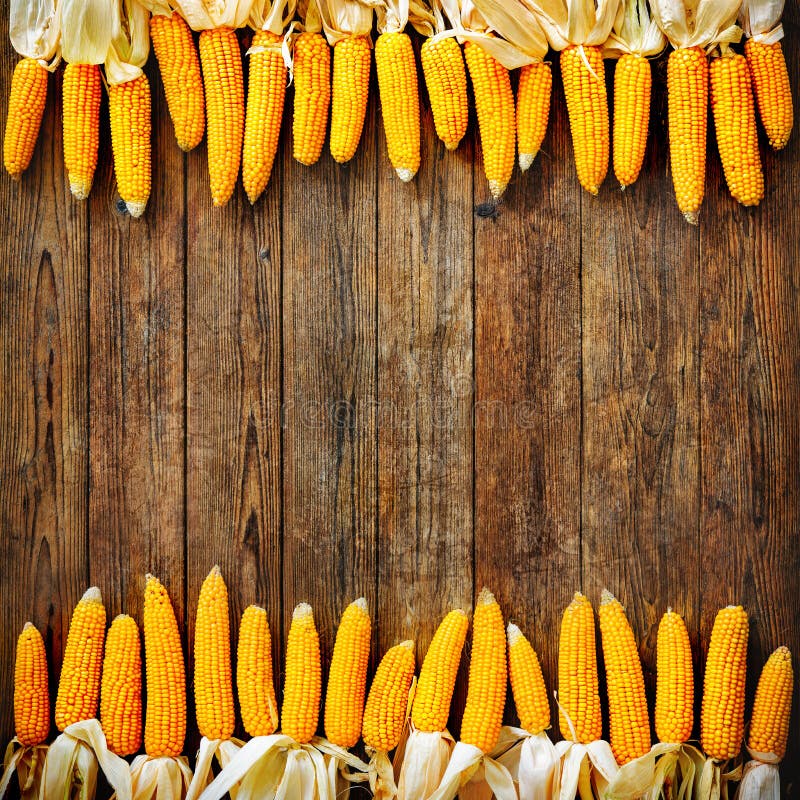 Corncobs on Rustic Wooden Background Stock Image - Image of kernels ...