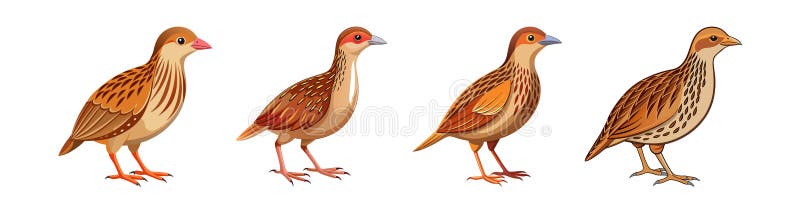 Corncrake Bird Realistic Illustration Stock Vector - Illustration of ...