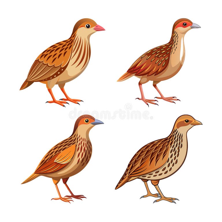 Corncrake Bird Realistic Illustration Stock Vector - Illustration of ...