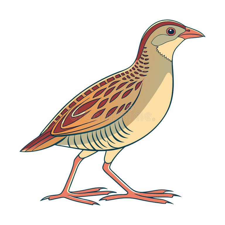 Corncrake Bird Realistic Illustration Stock Illustration - Illustration ...