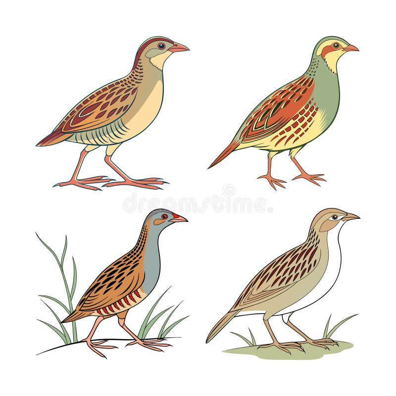 Corncrake Bird Realistic Illustration Stock Vector - Illustration of ...
