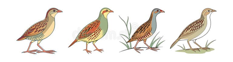 Corncrake Bird Realistic Illustration Stock Vector - Illustration of ...