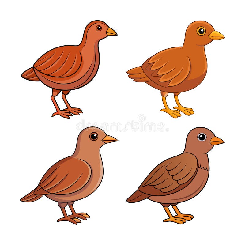 Corncrake Bird Realistic Illustration Stock Vector - Illustration of ...