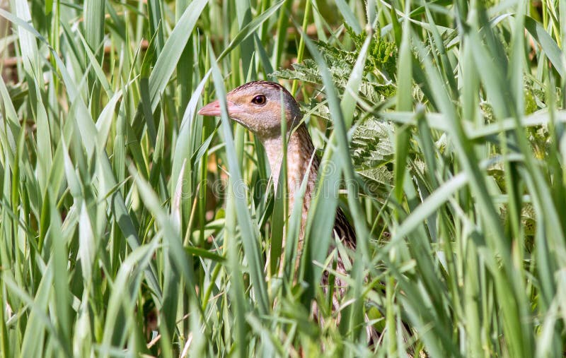 Corncrake Hiding in the Tall Grass Stock Image - Image of nature, wild ...