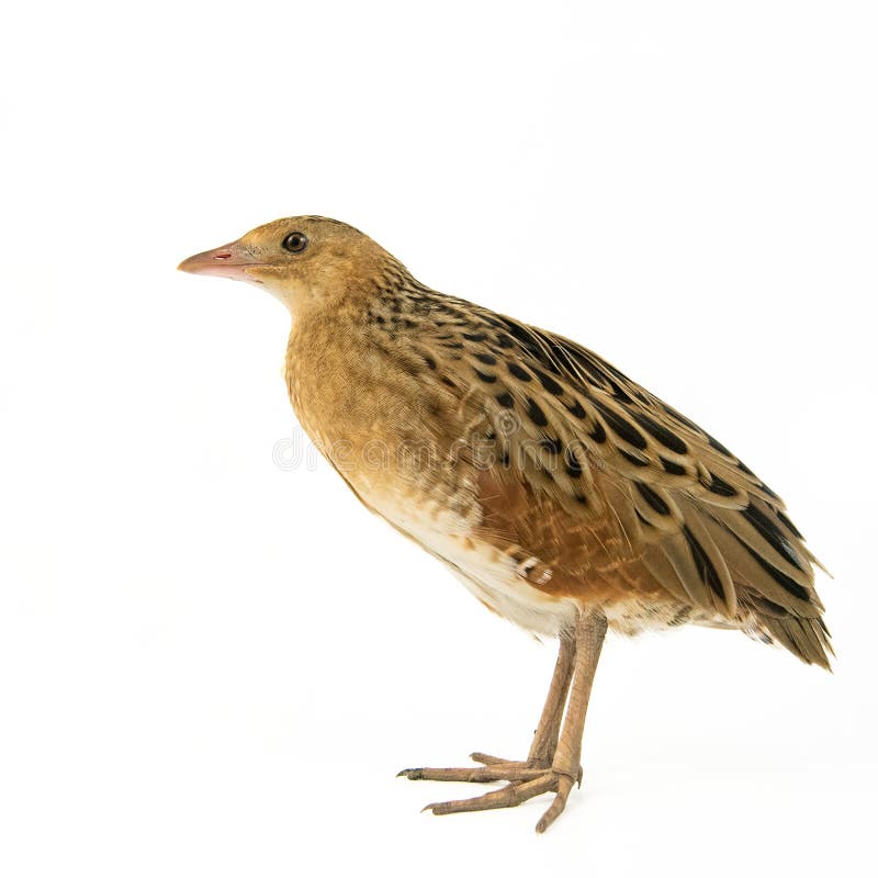 Corncrake or Landrail Crex Crex Isolated on White Stock Photo - Image ...