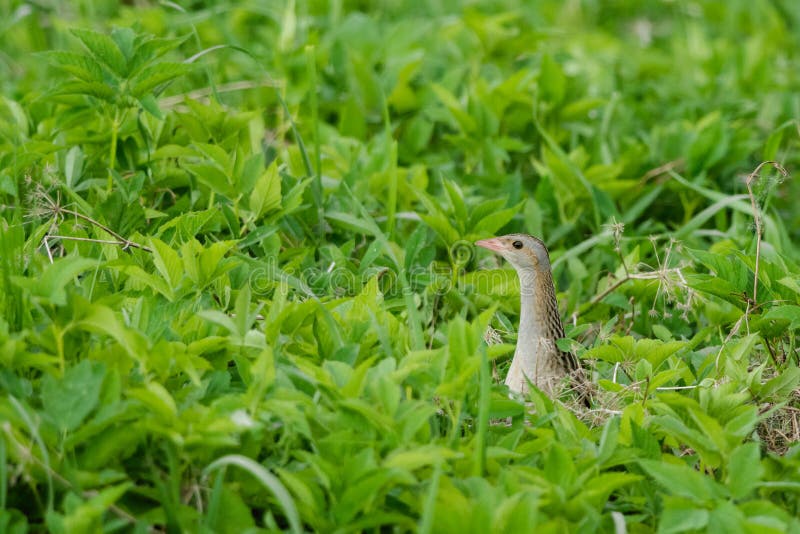 Corncrake stock photo. Image of curious, portrait, looking - 55628890
