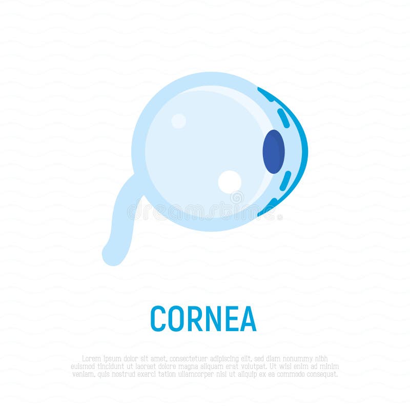 Cornea Thin Line Icon. Structure of Human Eye. Ophthalmology. Vector ...