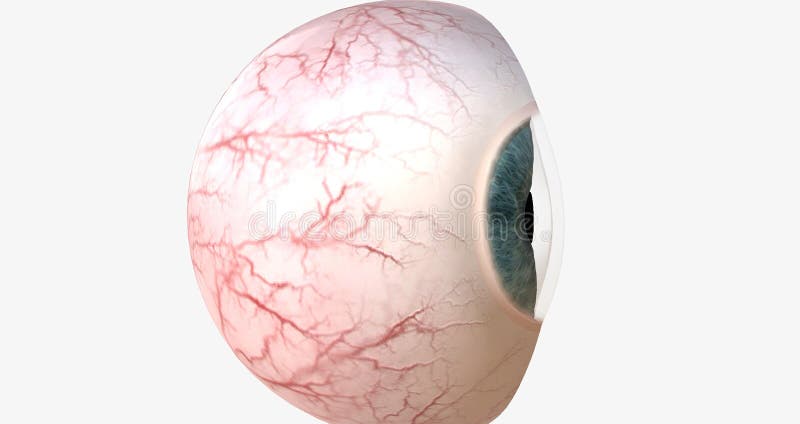 The Cornea is the Transparent, Outer Dome Forming the Anterior (front ...