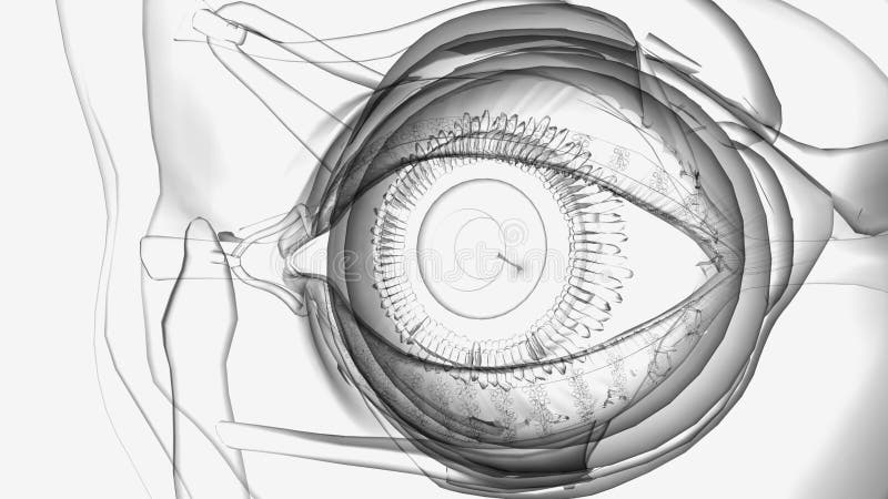 The Cornea is the Transparent Part of the Eye that Covers the Front ...