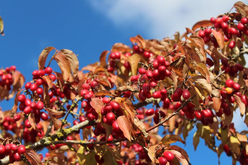 Cornel cherry stock image. Image of berry, autumn, cornus - 267319213