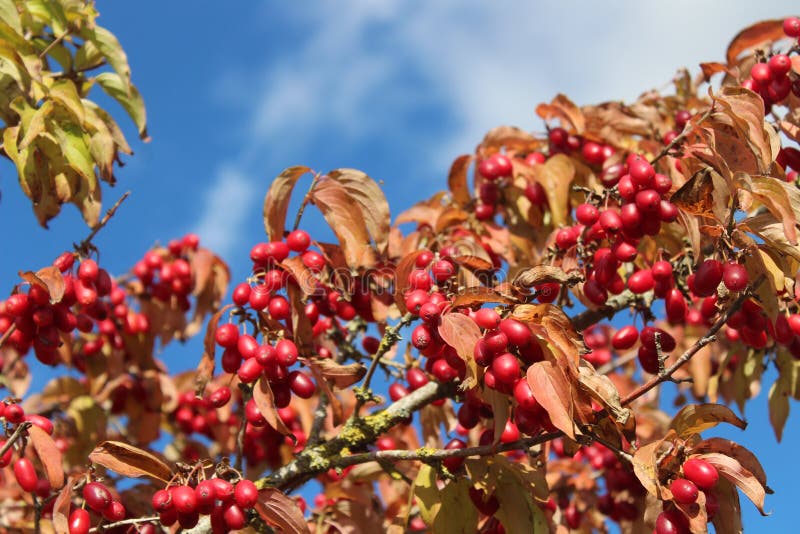 Cornel cherry stock photo. Image of cornusmas, cornelcherry - 267319202
