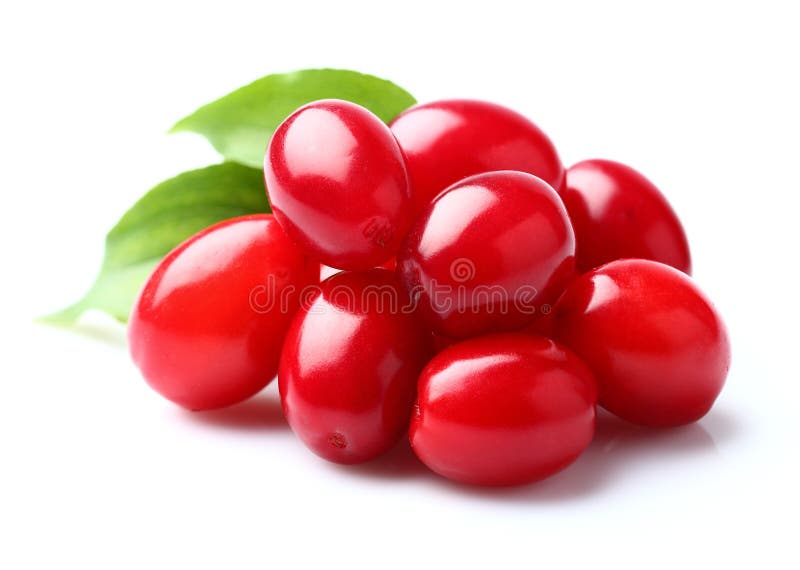 Cornel with leaves stock image. Image of closeup, green - 36901221